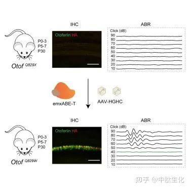 Mol Ther | 吴皓/杨辉合作研发新型基因编辑工具成功实现遗传性耳聋DFNB9基因治疗 - 知乎