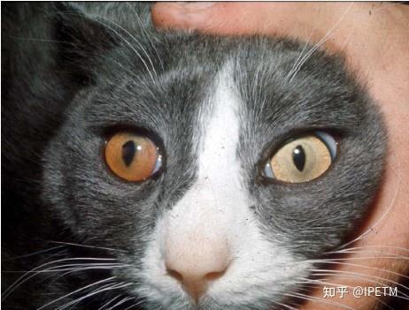猫葡萄膜炎Feline uveitis - 知乎