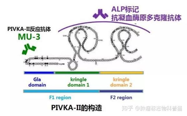 肝癌肿瘤标志物AFP+PIVKA-II - 知乎
