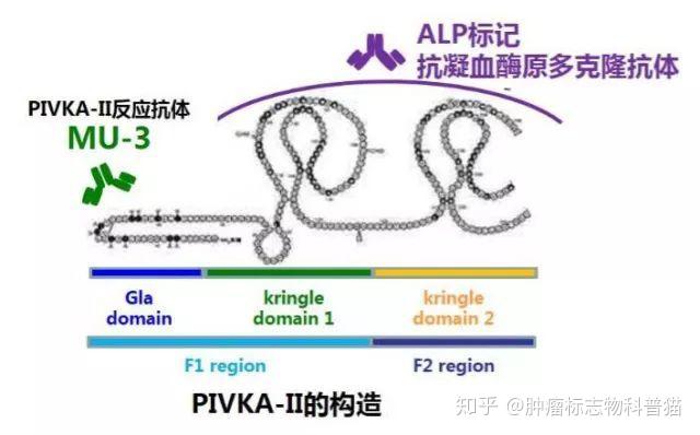 肝癌肿瘤标志物AFP+PIVKA-II - 知乎