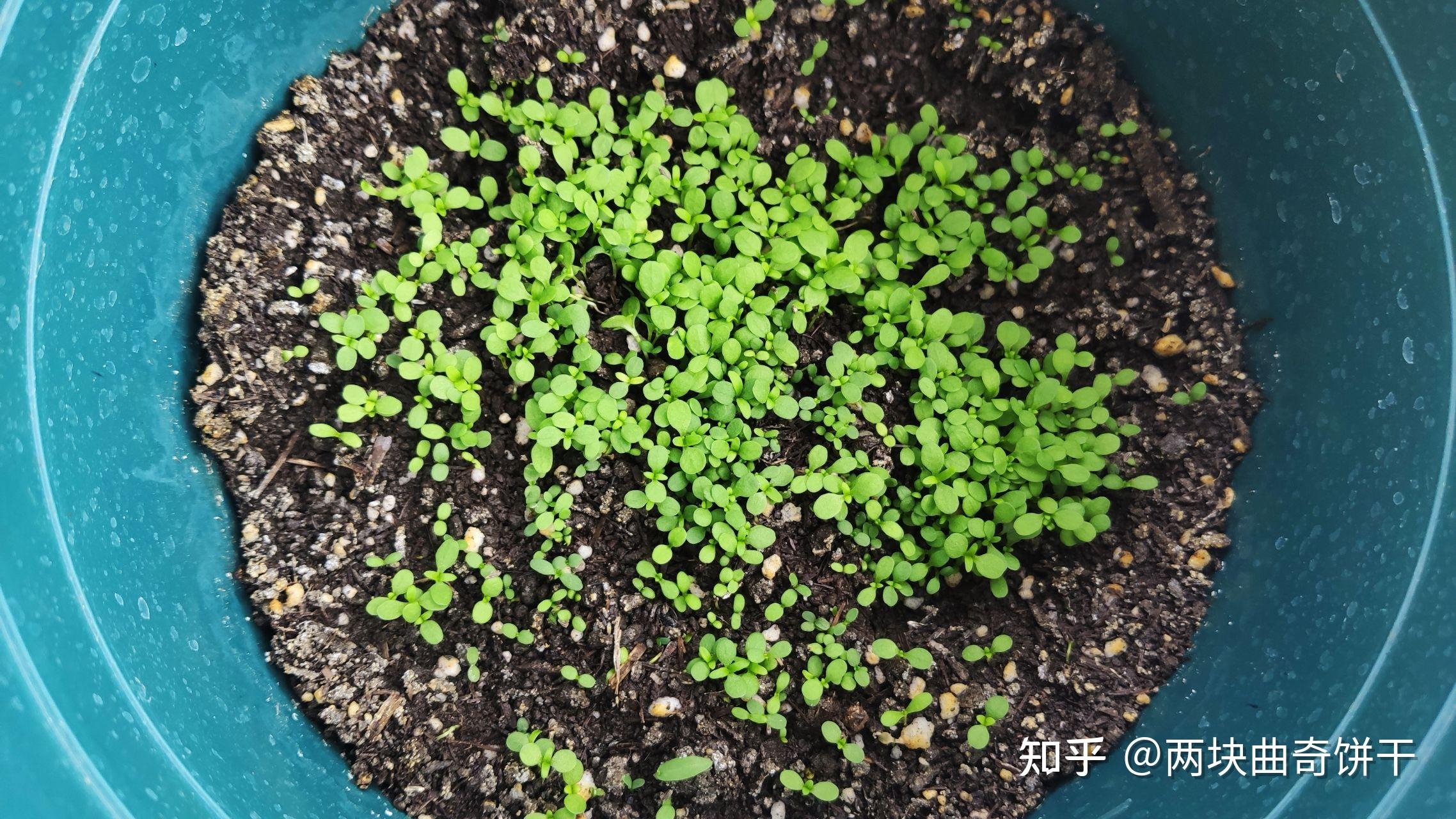 洋甘菊种植记录（已完结） - 知乎