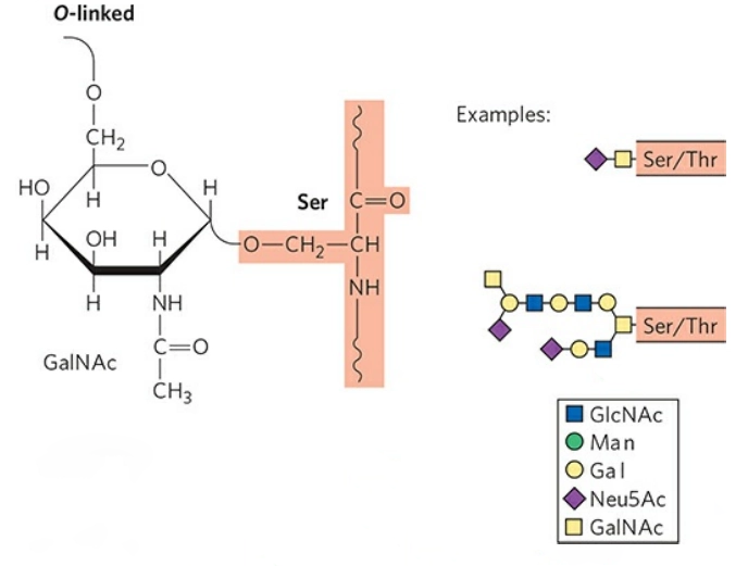 文献导读 | 基于质谱的蛋白质糖基化鉴定、表征和生物功能阐述 - 知乎
