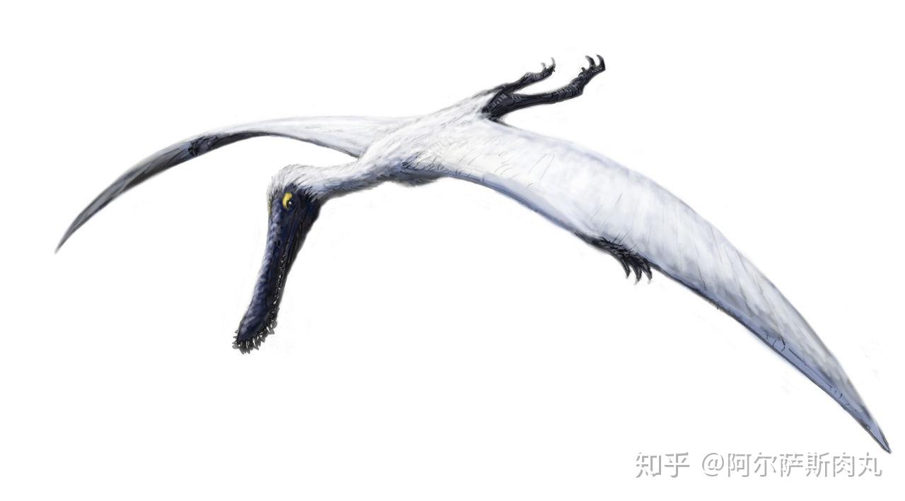 「Prehistoric Park丨史前公园 5」天空帝国沉浮录—翼龙王朝简史 - 知乎