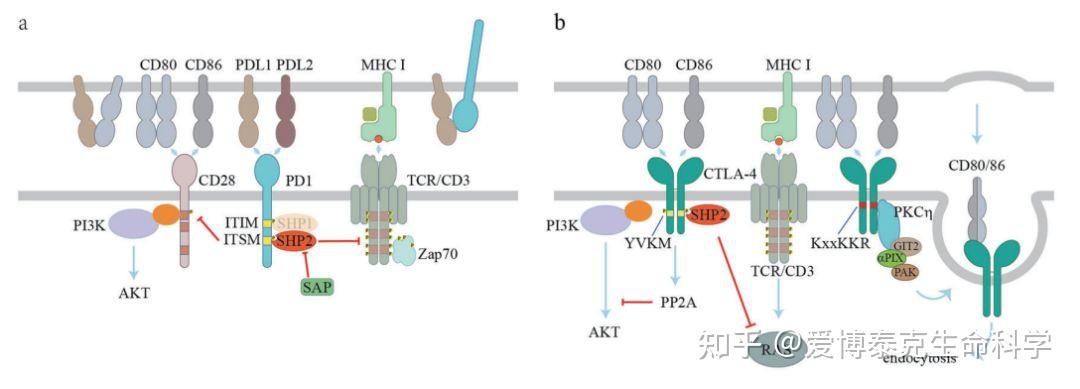 CD80/CD86在免疫治疗中的应用与前景 - 知乎