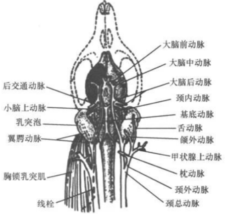脑缺血再灌注模型实验介绍（MCAO模型） - 知乎