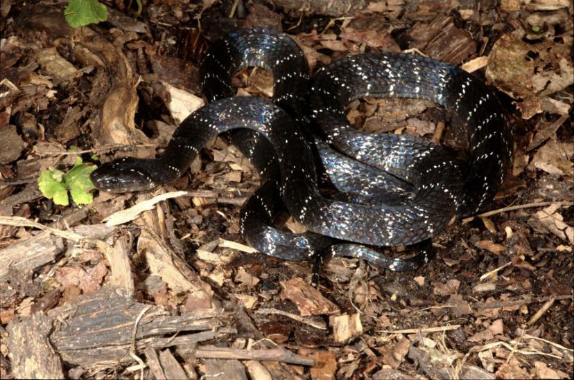 献给钟爱的Bungarus环蛇属（Krait) - 知乎