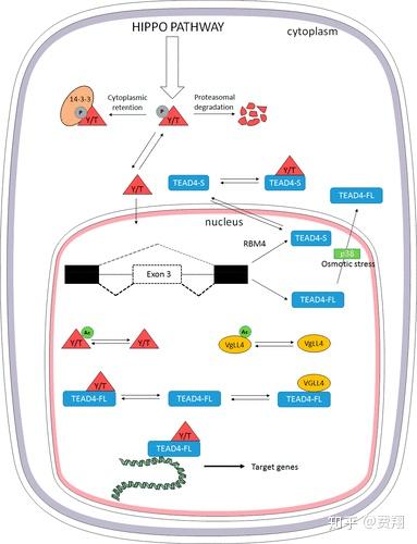 【JMC】TEAD靶点综述 - 知乎