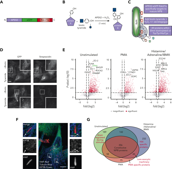 直击BioID、TurboID和APEX2三强对决：蛋白临近标记技术全解析！ - 知乎