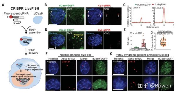 基于CRISPR-Cas13系统的活细胞RNA成像工具 - 知乎