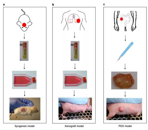 《Nature Protocols》精读：CDX模型在临床前癌症研究中的应用 - 知乎