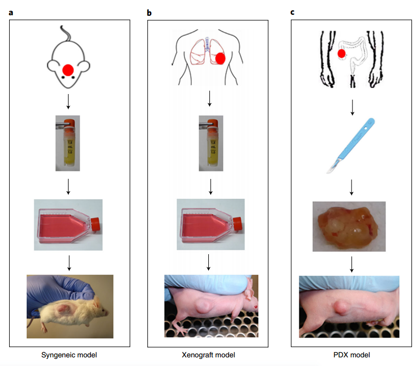 《Nature Protocols》精读：CDX模型在临床前癌症研究中的应用 - 知乎