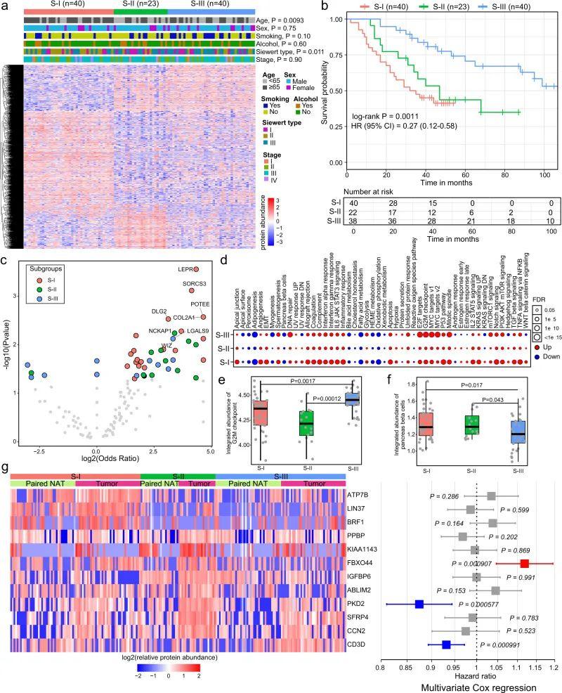 Nat Commun | 浙江省肿瘤医院程向东/覃江江团队4D蛋白组/磷酸化修饰组揭示食管胃交界处腺癌分子分型 - 知乎