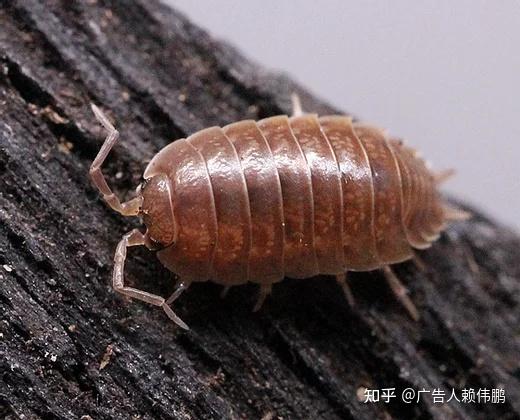 原生态之美 Porcellio属 😆鼠妇美图鉴 - 知乎