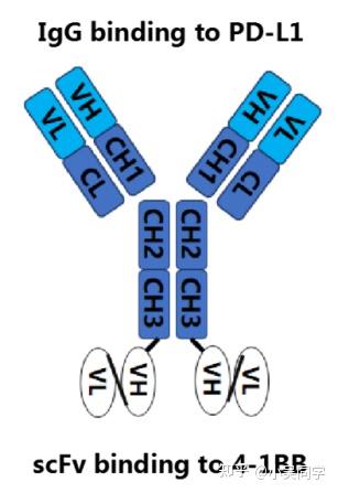 T细胞共刺激靶标：4-1BB - 知乎