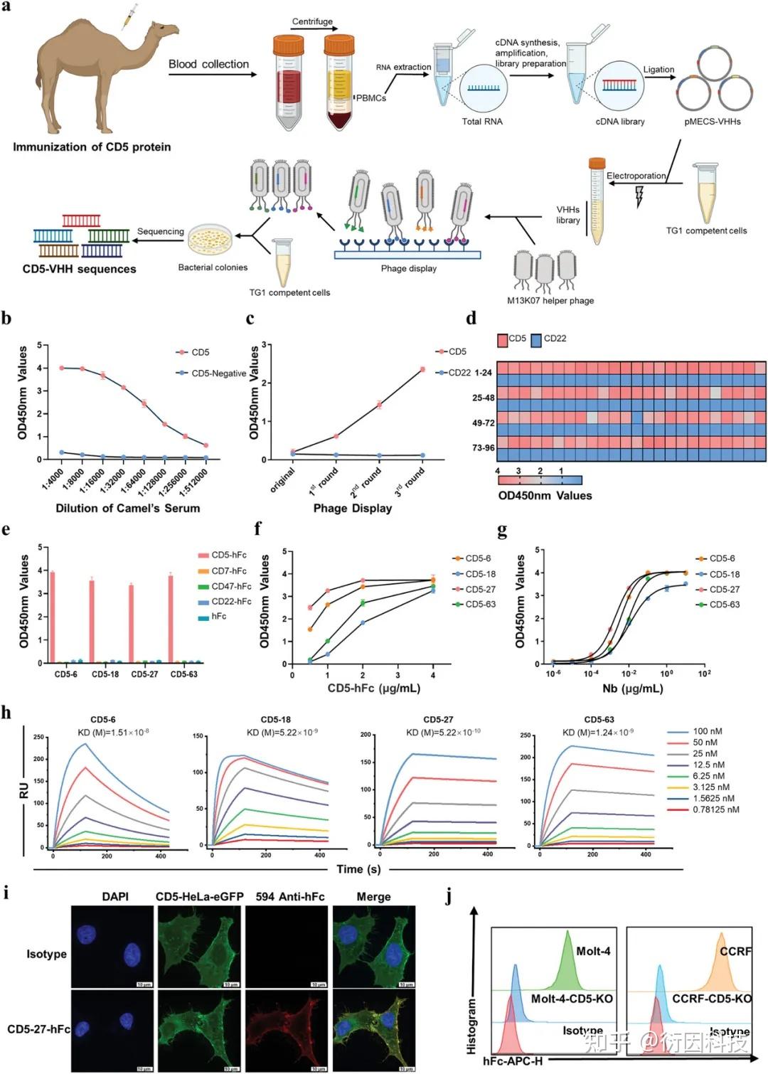 敲除CD5，并利用mRNA工程化的CD5-CAR-γδT细胞，用于T-ALL免疫治疗 - 知乎