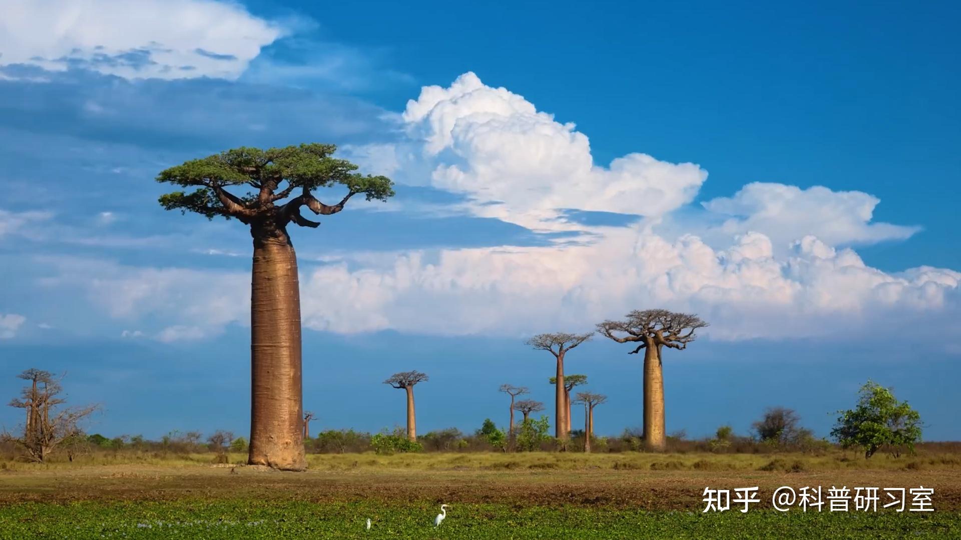 只要养活一棵树，全家不愁吃喝住，猴面包凭啥被非洲人奉为神树？ - 知乎