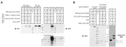 【应用案例/实验技术】线虫“搬运工”TNGL-1：揭秘卵黄蛋白原的内质网输出机制 - 知乎