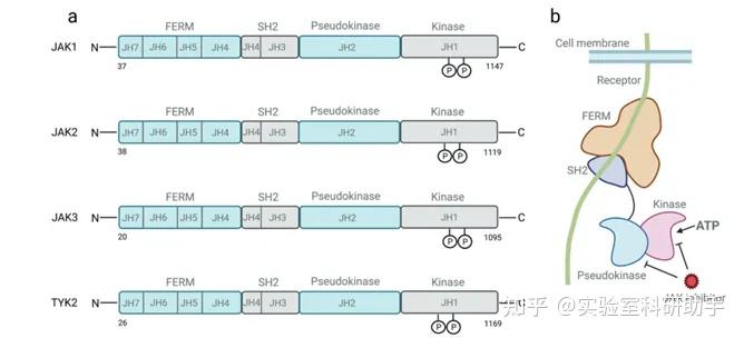 干货分享 | 带你快速入门JAK/STAT signaling pathways信号通路 - 知乎
