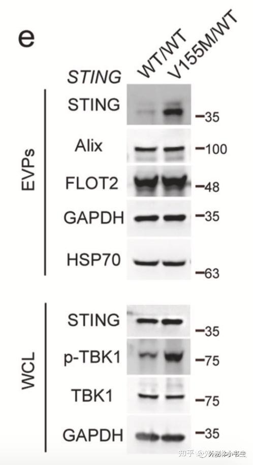 文献分享【Nat. Cell Res.】非经典外泌体分泌途径装载STING具有抗癌功效 - 知乎