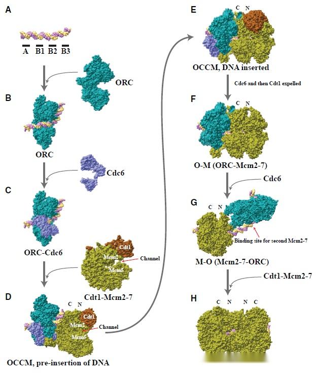 Molecular Cell | 真核生物DNA复制起始 - 知乎
