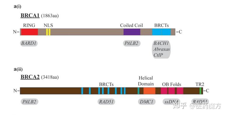 BRCA：从基因鉴定到靶向治疗的30年风雨路 - 知乎