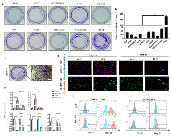 Cell Biosci︱孙晓溪团队/赛立维生物合作建立人子宫内膜上皮干细胞体外培养系统及探索其对IUA的治疗潜能 - 知乎