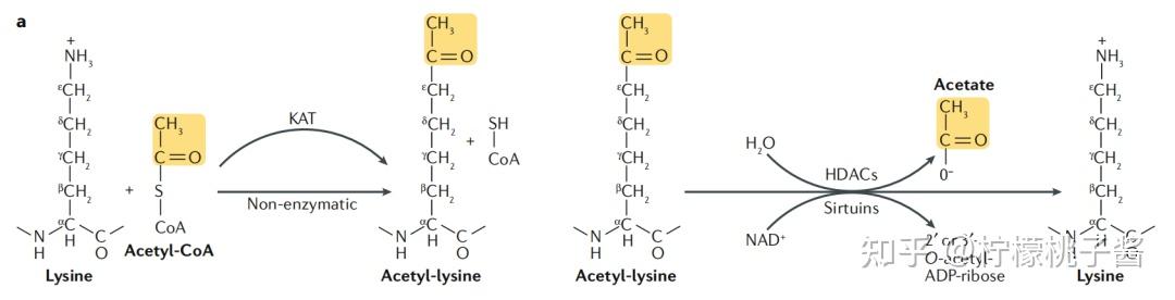 总结 | 一文带你了解蛋白质乙酰化修饰及其研究 - 知乎