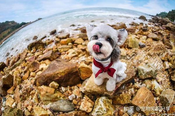 十种最好养的小型犬，小型犬排名前10名！ - 知乎