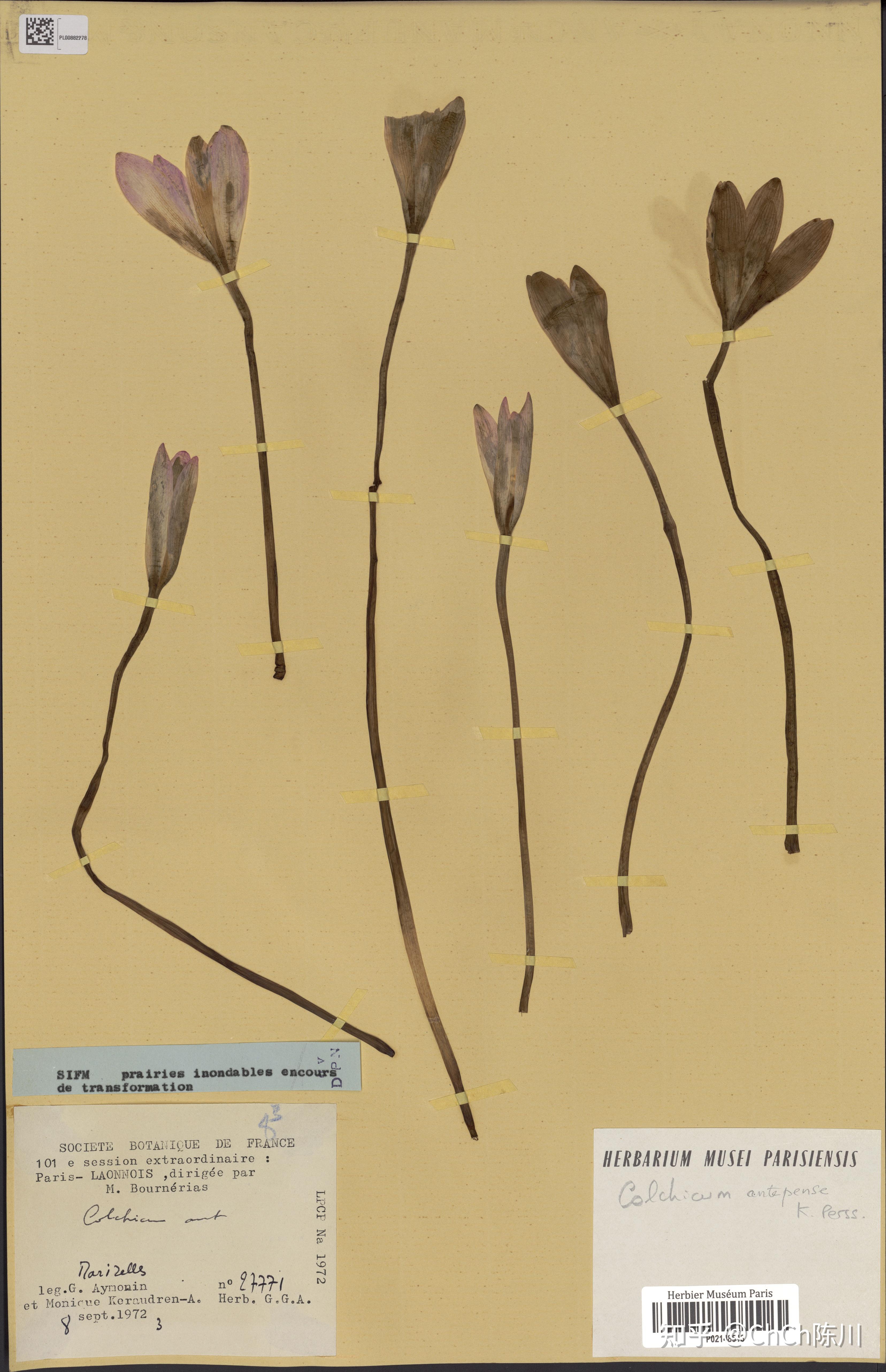 多肉植物全图鉴17：秋水仙科（Colchicaceae），秋水仙属（Colchicum） 原始种A-H - 知乎