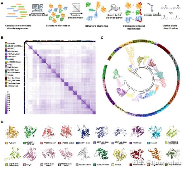 Cell|通过AlphaFold2预测的蛋白质结构聚类来发现脱氨酶的功能 - 知乎