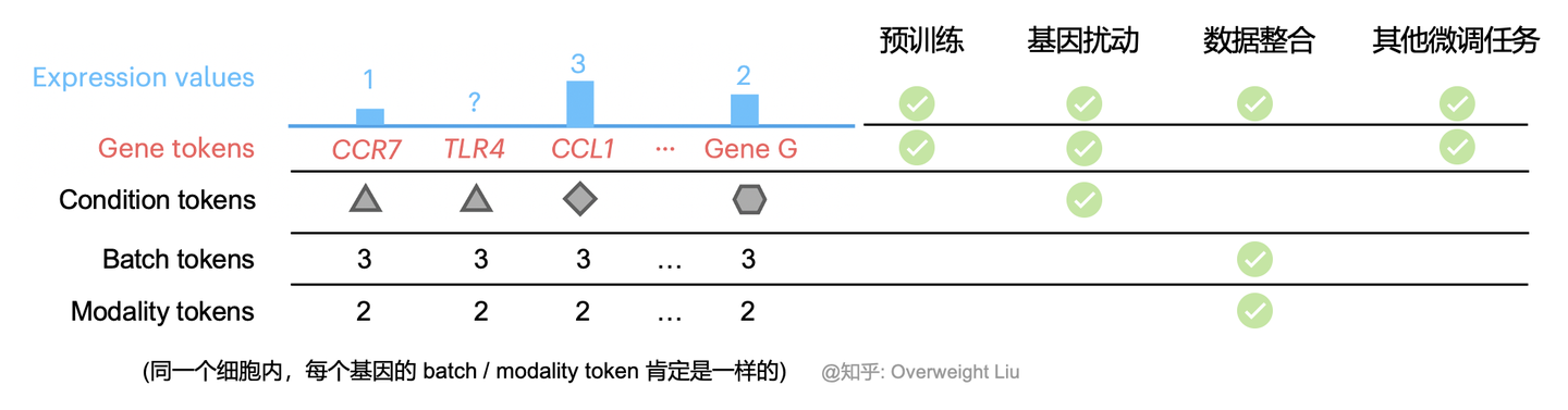 (六) scGPT｜独特的 Tokenization 体系和生成式预训练策略下的单细胞基座模型 - 知乎