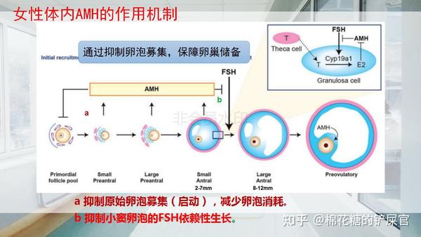 AMH知多少? - 知乎