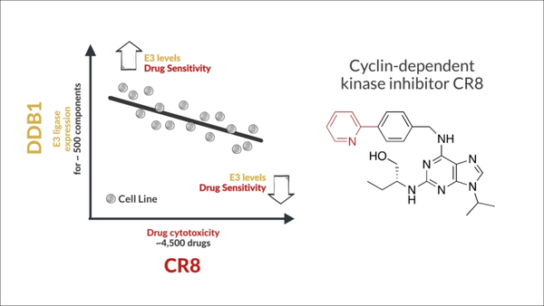 非度胺类molecular glue degrader之CR8 - 知乎