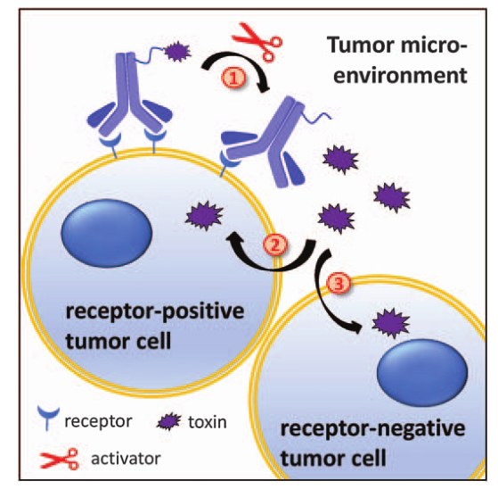 下一代新型ADC: 点击化学ADC - 知乎