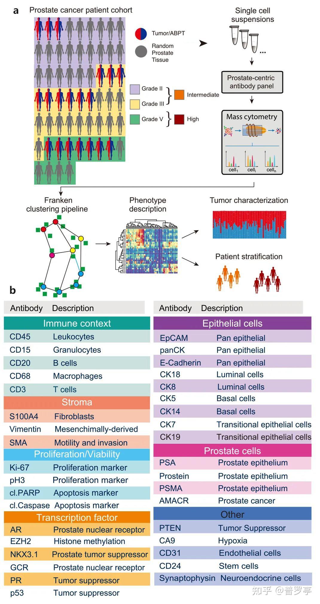 【文献分享】CyTOF揭示罕见细胞亚群在局限性前列腺癌中的作用 - 知乎