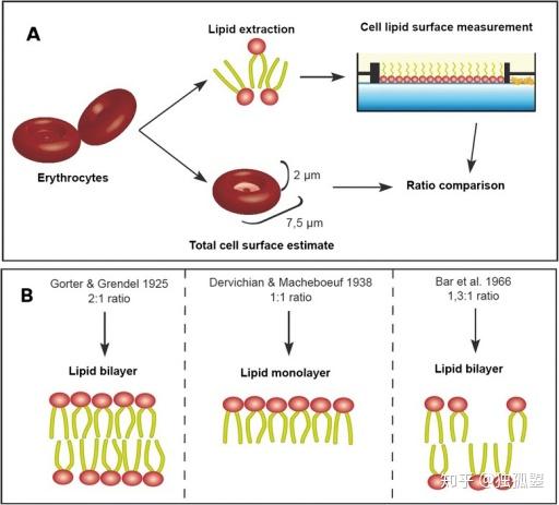 探索细胞之旅（一） 定个小目标，先盖栋房子 - 知乎