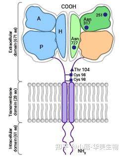 转铁蛋白受体TFR1（TFRC）：铁稳态关键成员，贫血、神经退行性疾病、癌症新锐靶点！ - 知乎