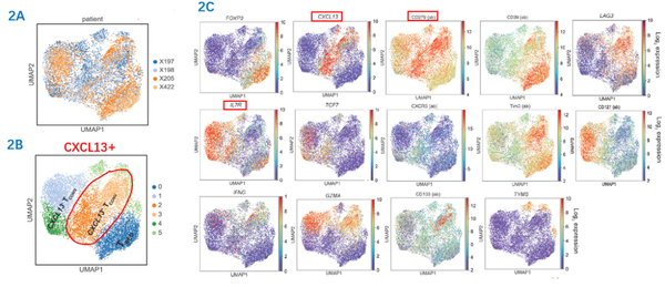 BD Rhapsody单细胞多组学技术助力黑色素瘤特异性CD4+T细胞研究 - 知乎
