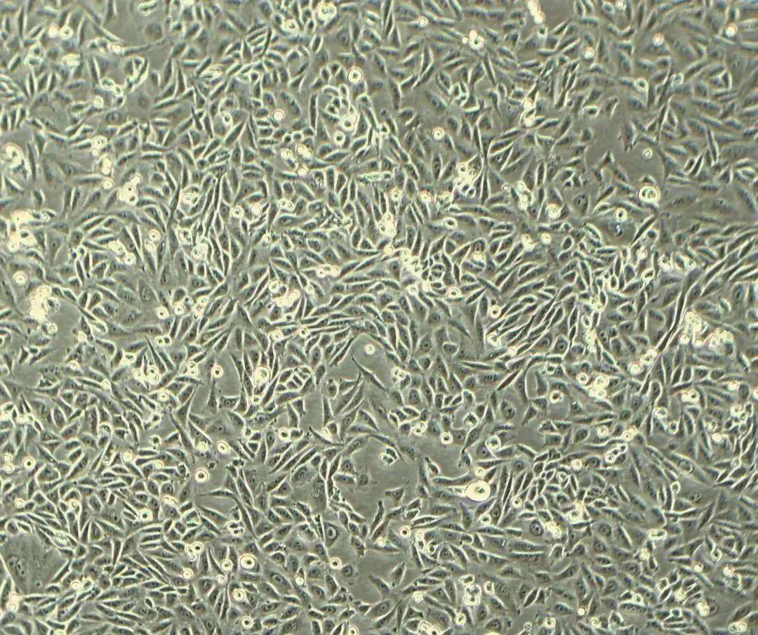 关于CHO、CHO-K1细胞介绍 - 知乎
