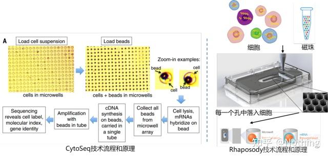 单细胞测序系统：BD Rhapsody，10X Genomics - 知乎