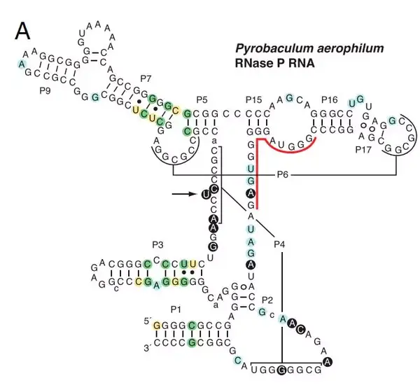 RNase P，先有鸡（RNA），还是先有蛋（protein） - 知乎