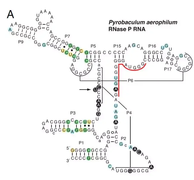 RNase P，先有鸡（RNA），还是先有蛋（protein） - 知乎