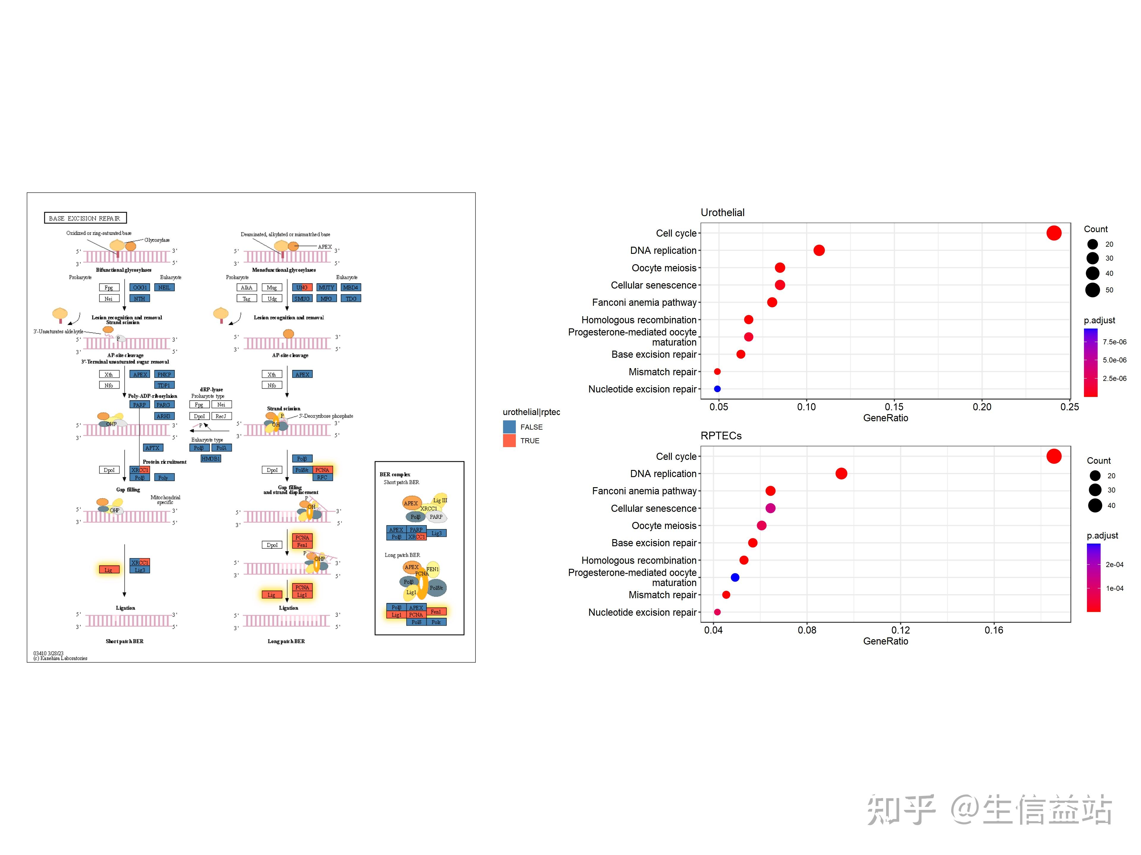 玩转KEGG (一)——遥遥领先pathview！图形语法 ggkegg 分析和可视化 KEGG 初体验 - 知乎