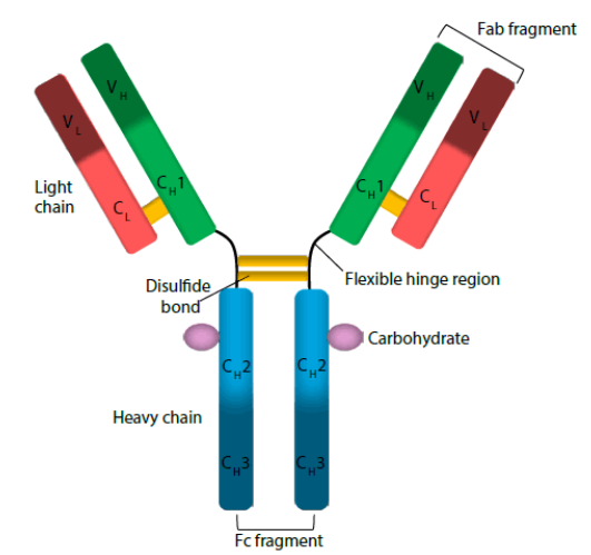 Fc-Fusion Protein简介 - 知乎