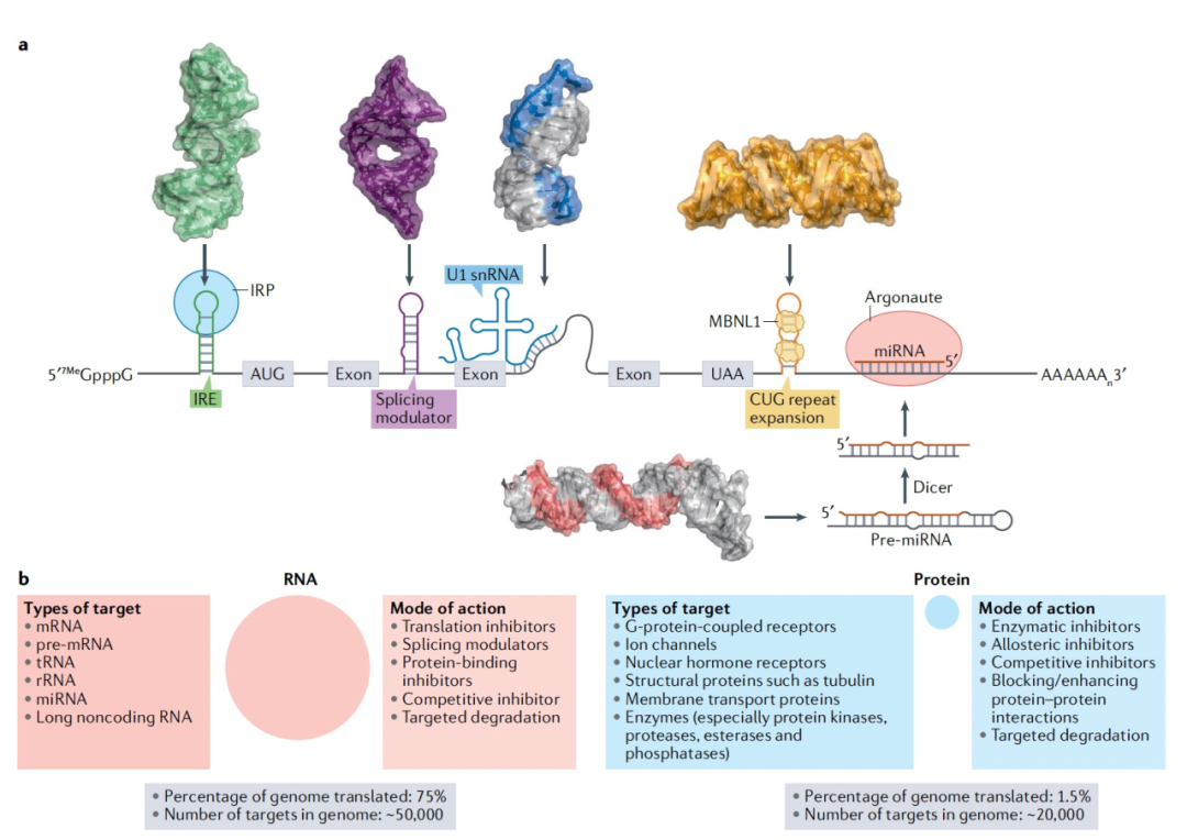 Nat. Rev. Drug. Discov. | 以小分子靶向RNA结构 - 知乎