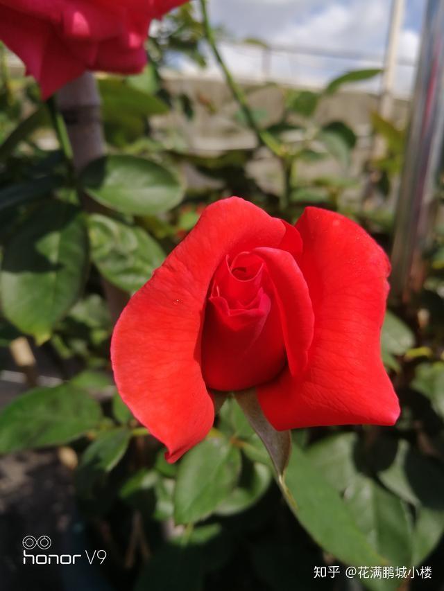 绯扇（Hiogi）——朱红色的日本大花月季 - 知乎