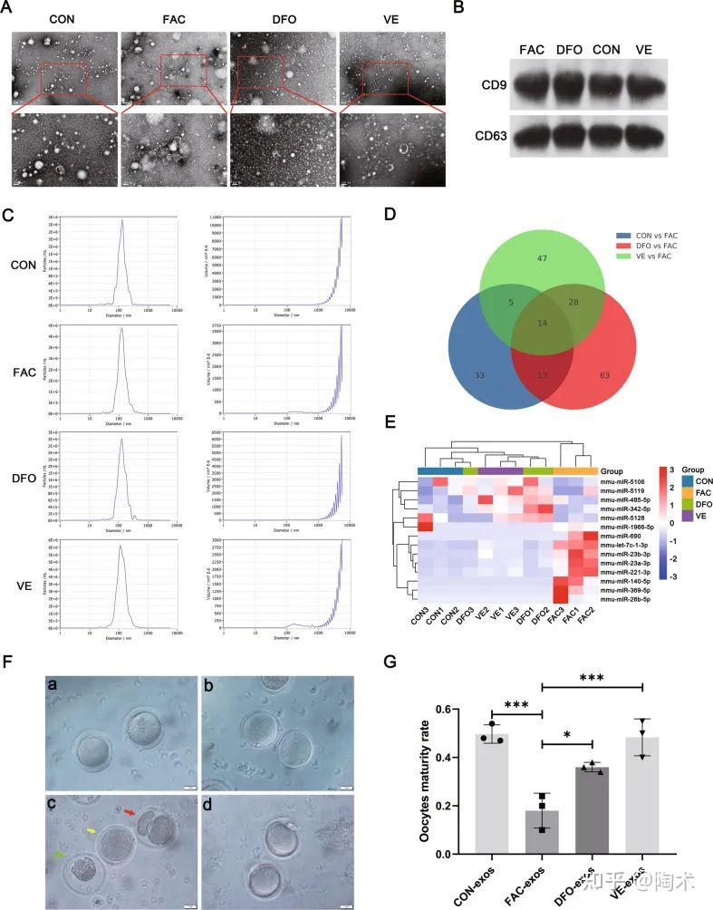 TargetMol明星分子——Ferrostatin-1& Deferoxamine Mesylate - 知乎