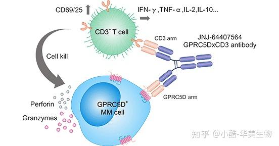 孤儿受体GPRC5D：多发性骨髓瘤MM全新潜力靶点，加码GPCR药物治疗！ - 知乎
