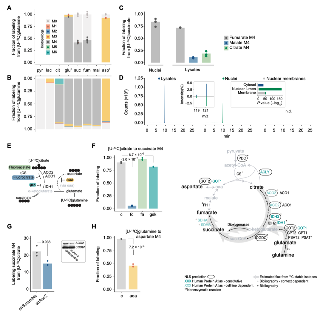Science子刊丨细胞核内的三羧酸循环 - 知乎