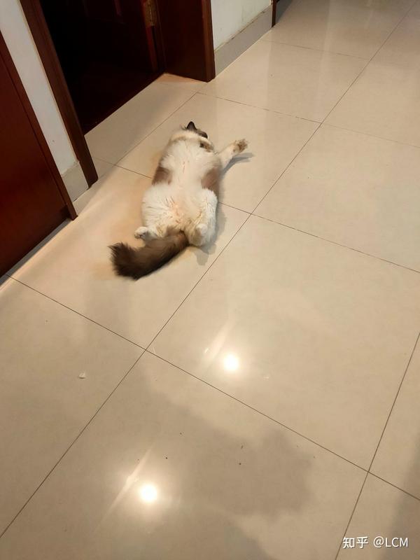 猫咪乱尿还能要吗? 知乎